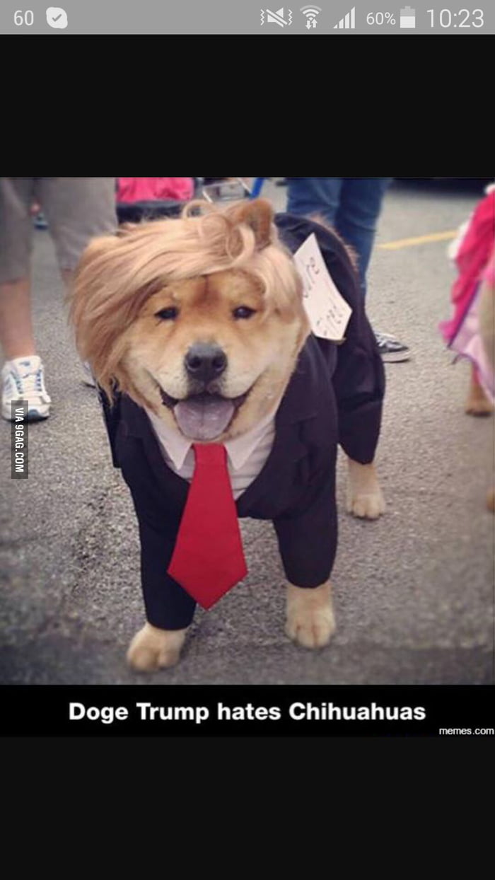 Googled doge Trump, was not disappointed. - 9GAG