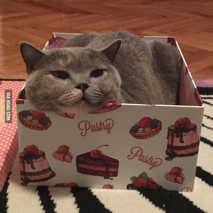 Miss Elizabeth in her box - 9GAG