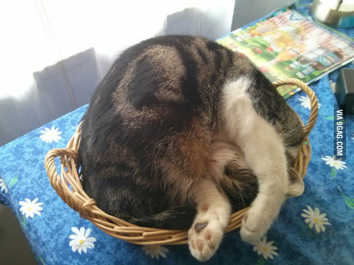 My cat is special - 9GAG