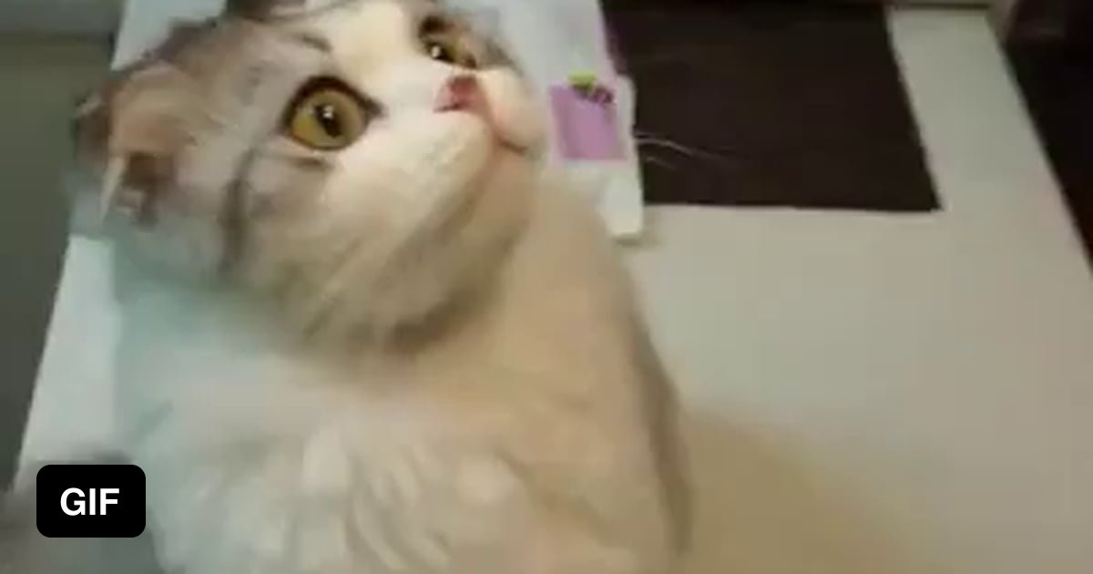 Cat wearing an angler fish decoration - 9GAG