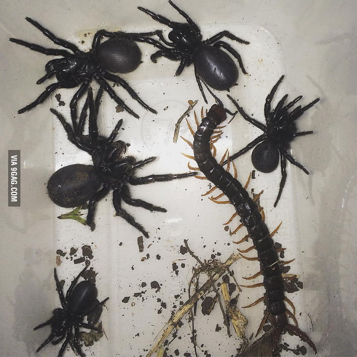 Apparently I have an Australian Funnel-Web Spider infestation in my ...