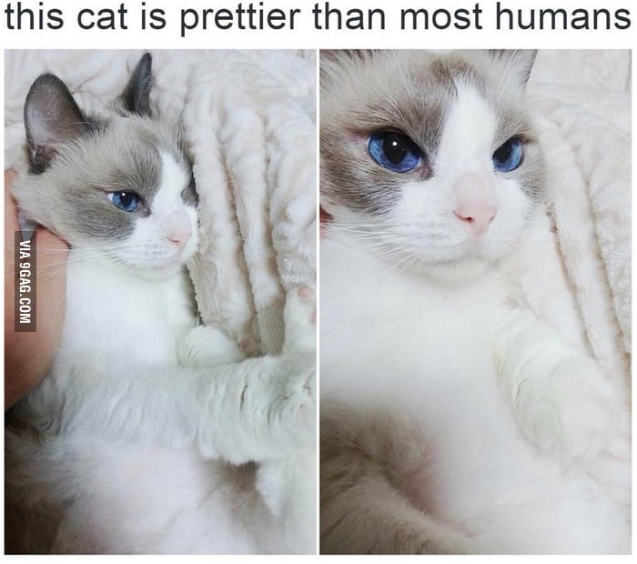 It's so fluffy! - 9GAG