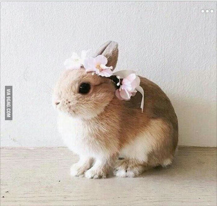Cute bunny with flowers on its head ♡ - 9GAG