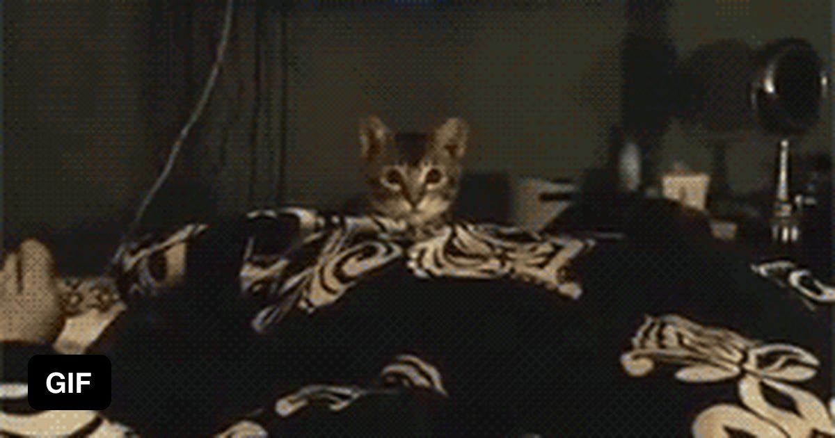 Prince of Pounce - 9GAG