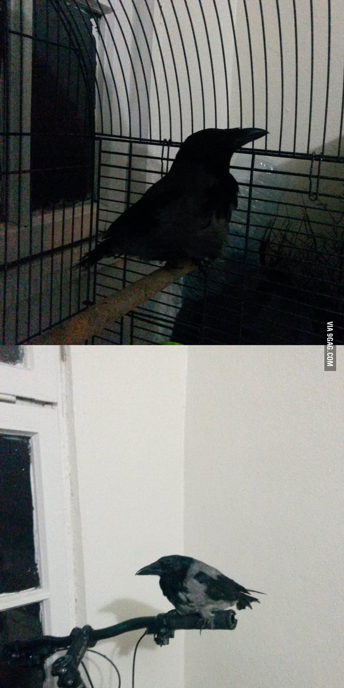 Say hello to my crow. What do you think her/his name should be? I can ...