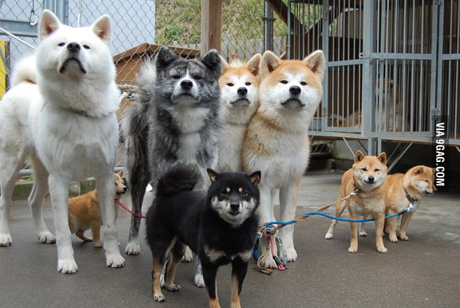 Straight outta day care, crazy Shiba Inu named Ice Cube Part of a gang ...