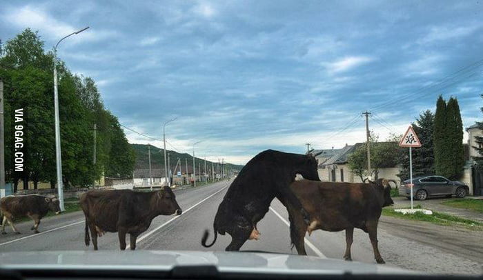 Cows gone wild... Cows... - 9GAG