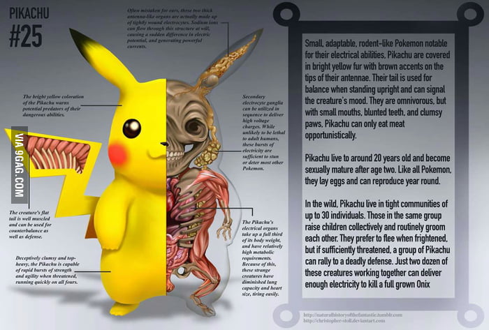 Incase you wonder here is a xray of pikachu - 9GAG