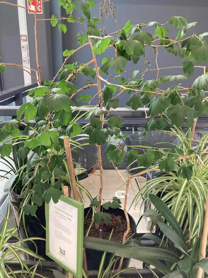 Ginkgo biloba, known as a living fossil - 9GAG