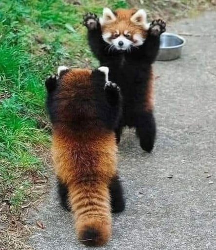 When they feel threatened, red pandas stand up and extend their claws ...