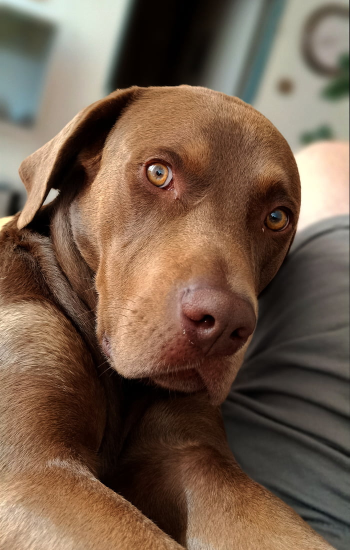 This is Dusty, our ridiculously photogenic doggo, he's a good boy. - 9GAG