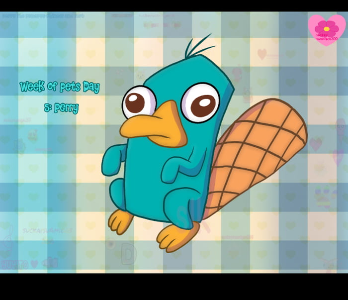 Week of pets Day 5: perry - 9GAG