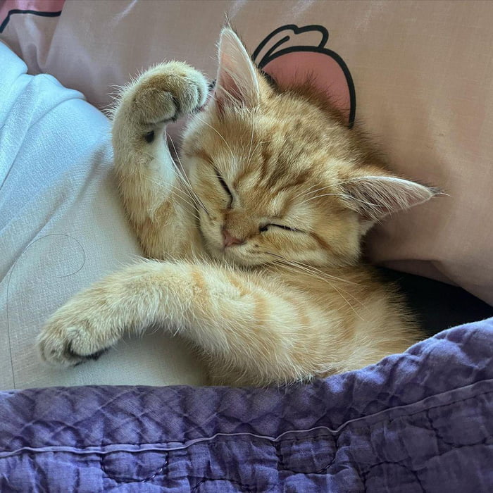 Even in his sleep, it shows how strong he is - 9GAG