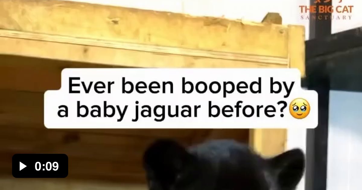You have been booped! - 9GAG