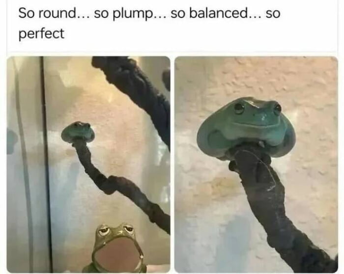 Perfect frog - 9GAG