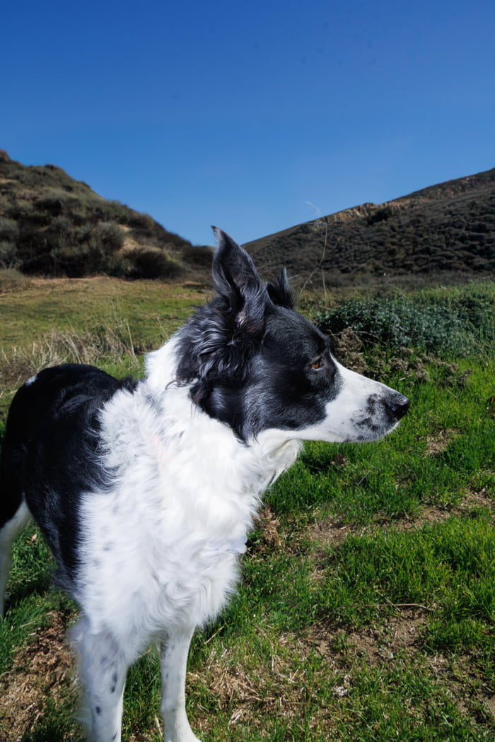 She’s the windows xp wallpaper version of a dog. - 9GAG