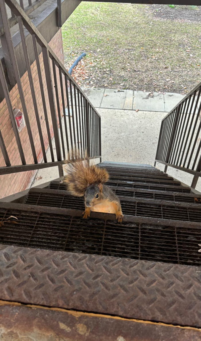 The squirrel that follows me home - 9GAG