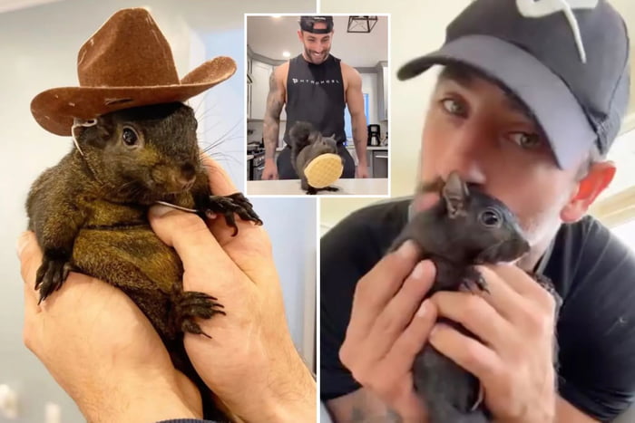 RIP peanut the squirrel. euthanized after it was taken from owner's New ...