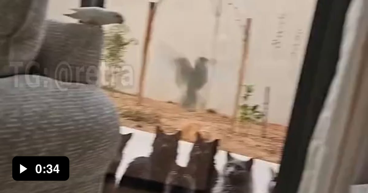 Waiting to Attack on Birds - 9GAG