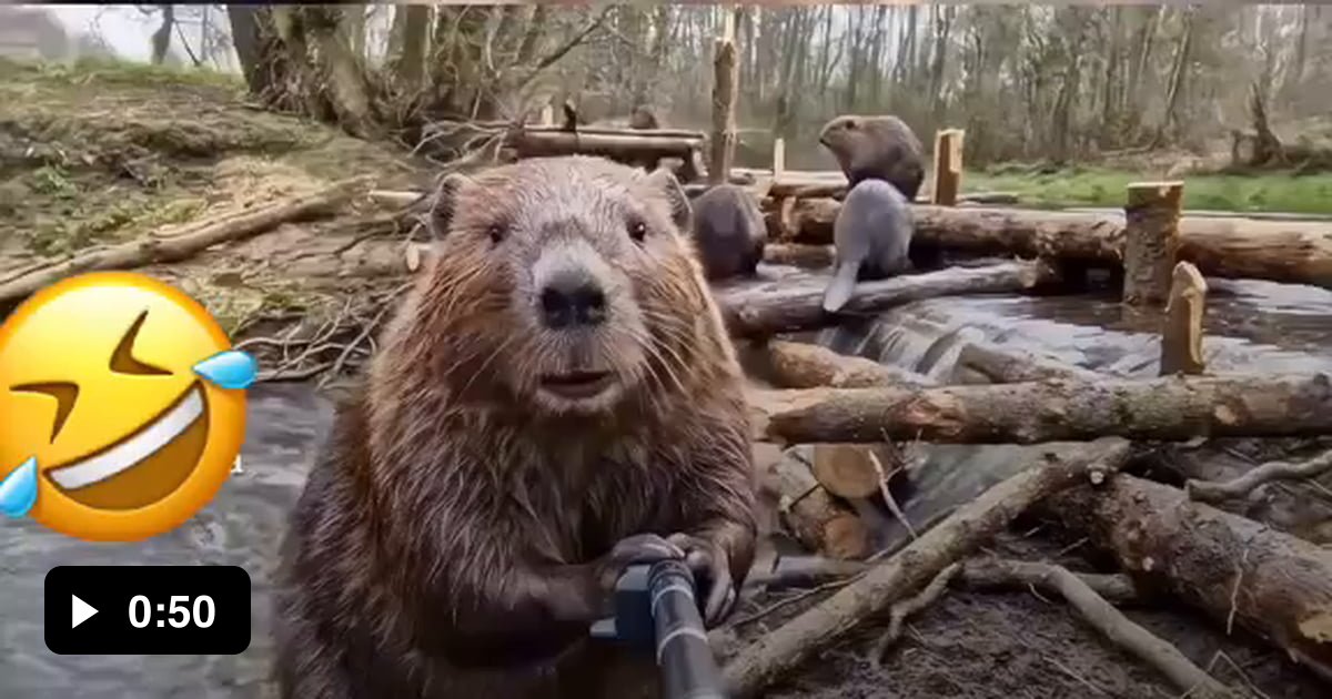 Bóbr Livestreaming - 9GAG