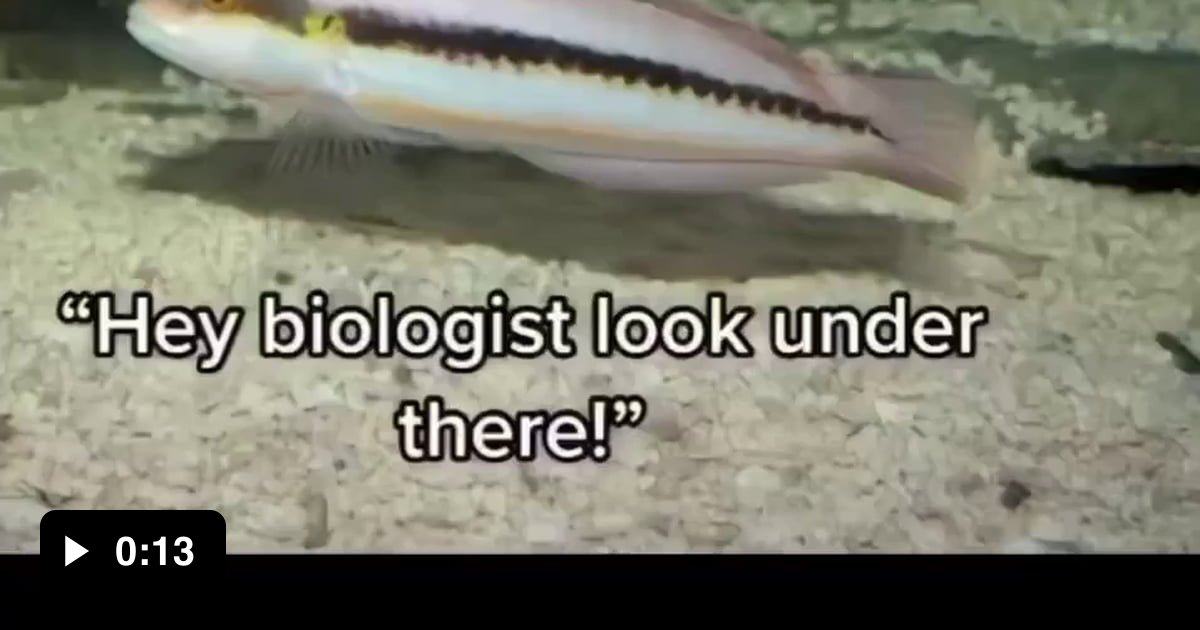 This fish - 9GAG