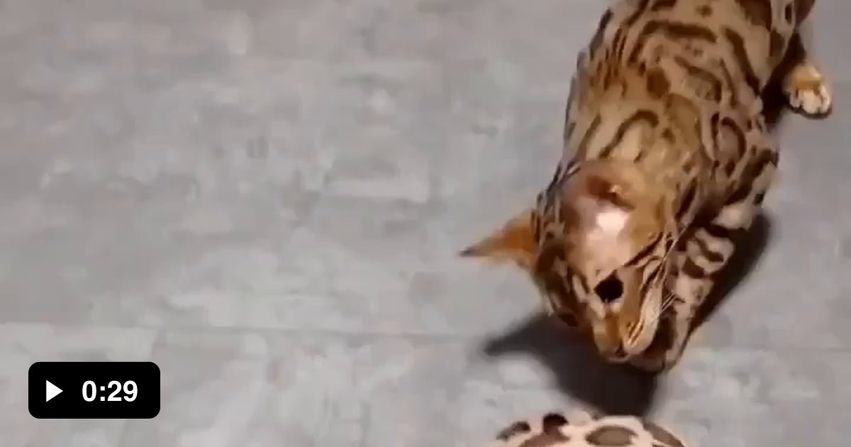 He doesn't like his twin Funny Cats - 9GAG