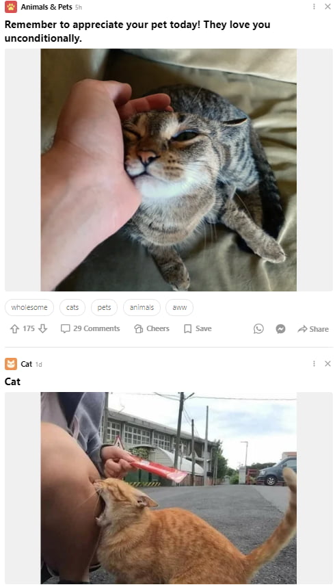 Please do not the cat - 9GAG