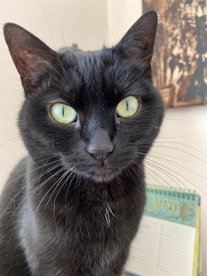 Fitze Fitze Fatze, Ärger mit der Katze. Seit 3 Monaten pinkelt meine ...