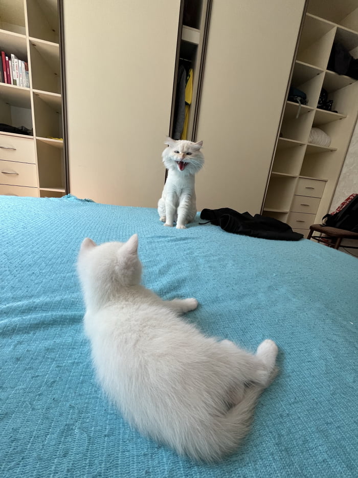 Senior cat is not happy to see junior 😸 - 9GAG