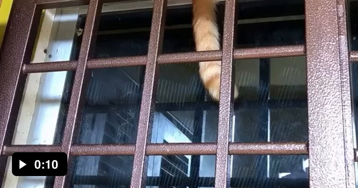 Cat just chilling, living its best life - 9GAG