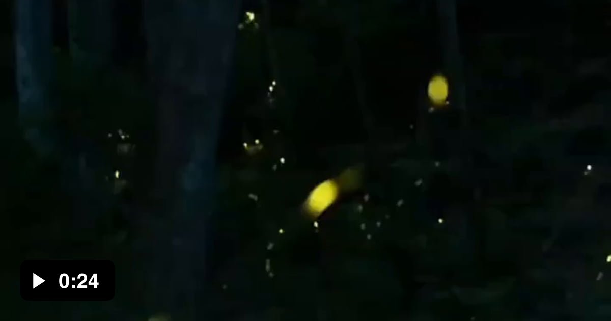 Watching these fireflies dance in sync is mesmerizing - 9GAG