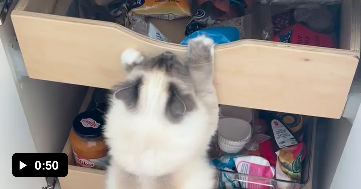 Not sure why she chooses this drawer. Strange cat indeed! - 9GAG