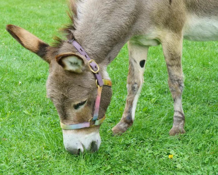 Perry the miniature Donkey who was used to model Donkey from Shrek has ...