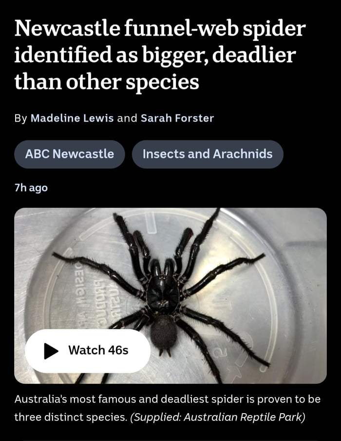 Good news everyone, we just figured out our most deadly spider has a ...