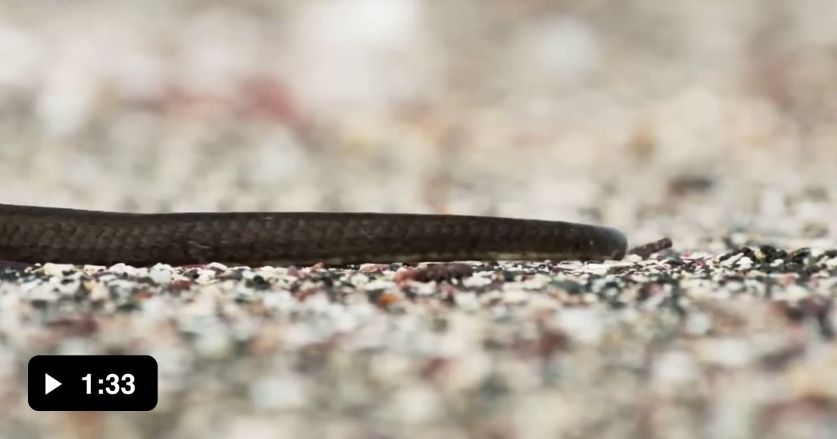 Lizard running from Snakes (feat. the Aliens 1986 OST) - 9GAG