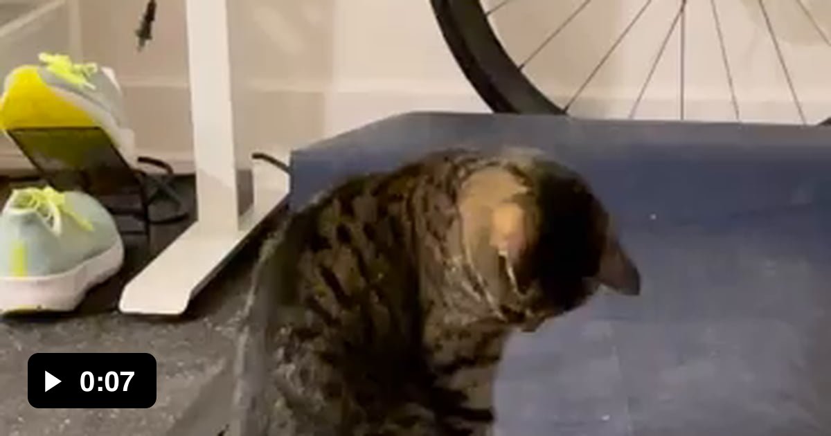 “Yes, chef!” - 9GAG