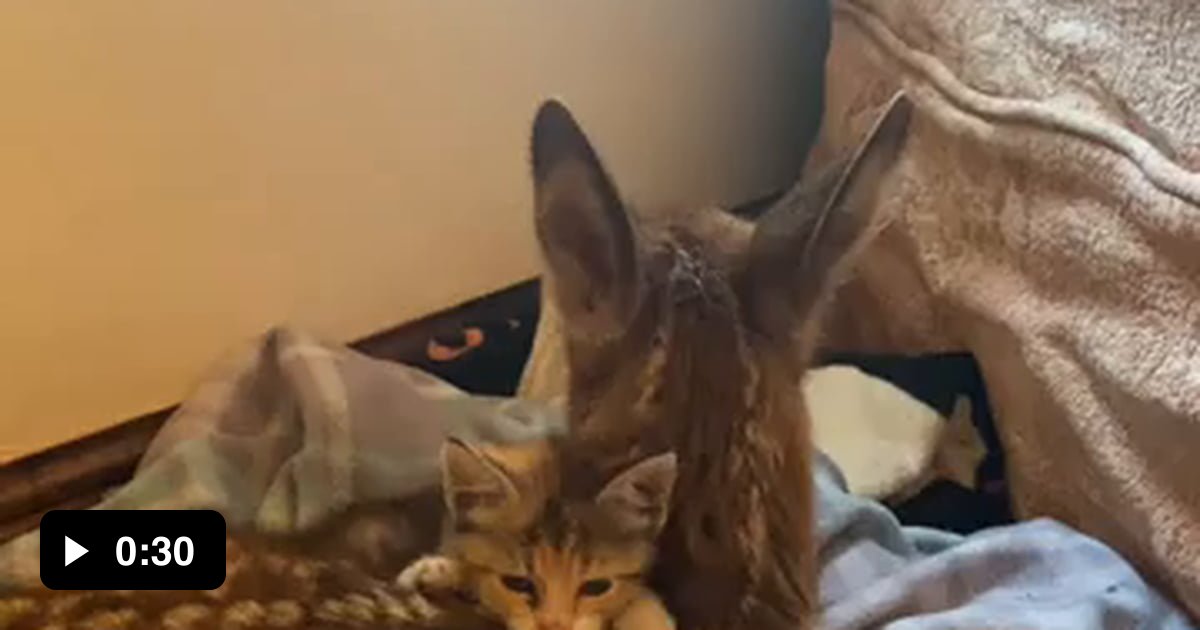 Kitten & Fawn - 9GAG