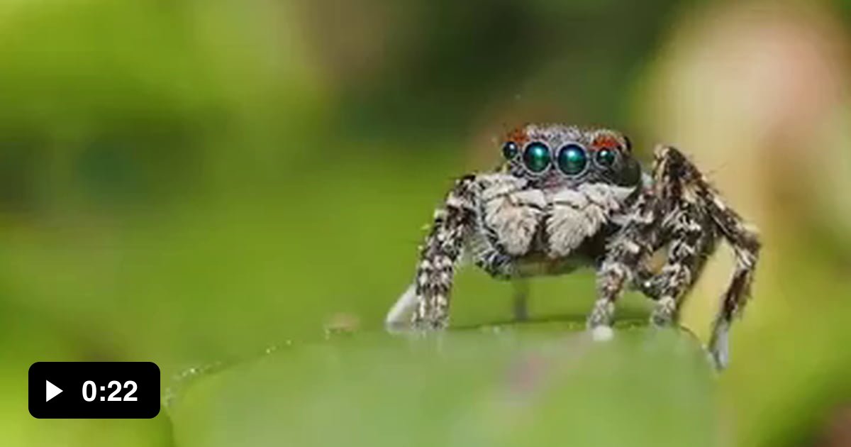 The Dazzling Courtship Dance of the Peacock Spider (Maratus volans) - 9GAG