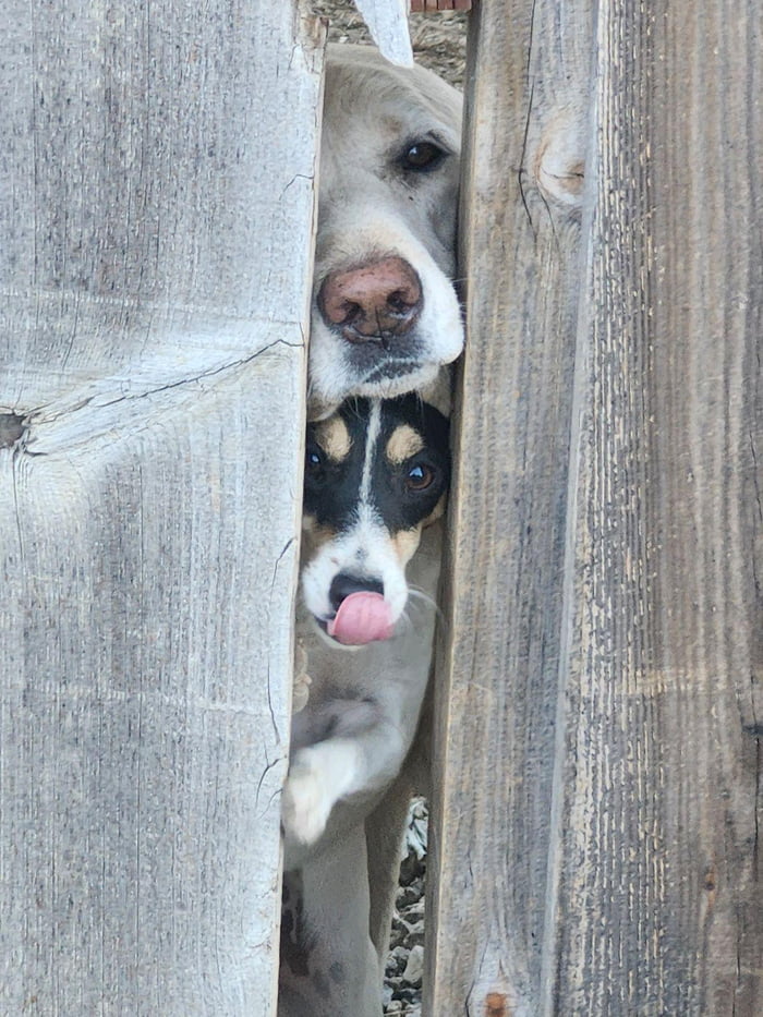Neighbor's dogs - 9GAG