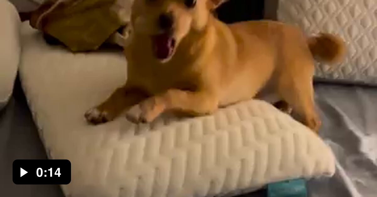 Yak cheese fiend - 9GAG