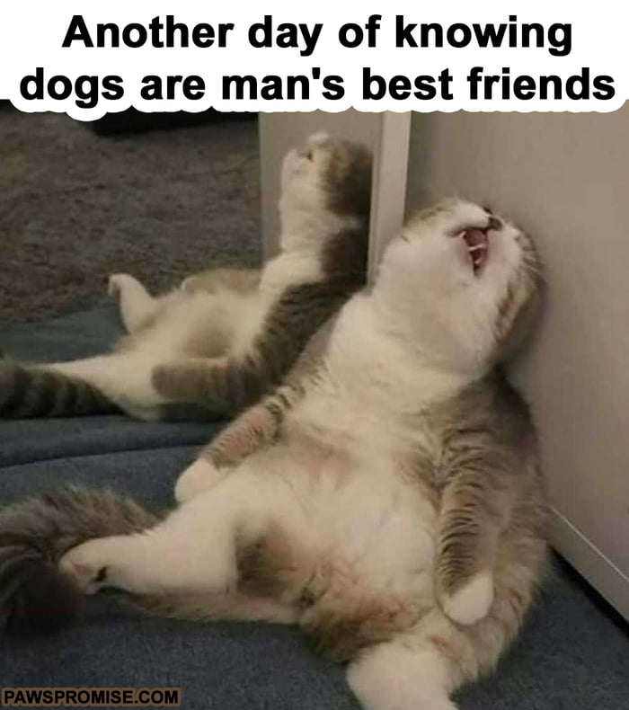 Cats are so Dramatic. - 9GAG