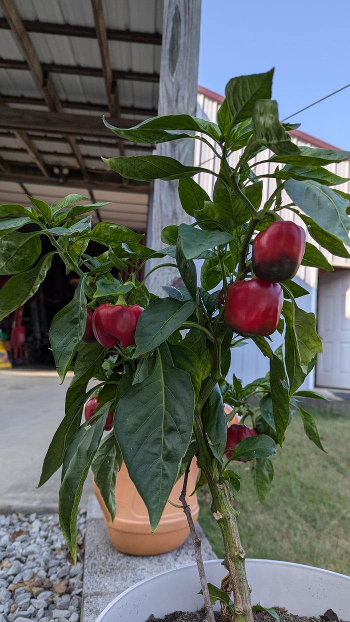 My green peppers turned red late in the season. - 9GAG