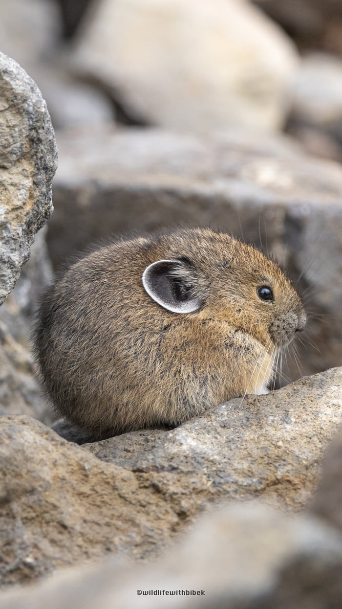 Real life inspiration for Pikachu - A pika. - 9GAG