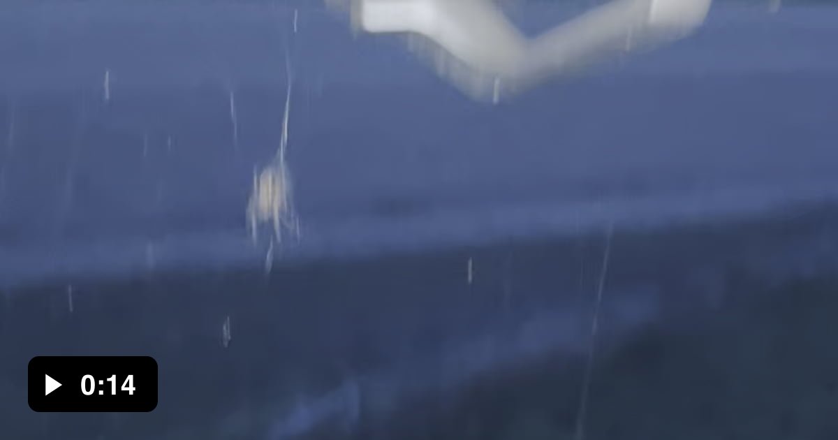 I allow spiders bc they eat mosquitos f**k em - 9GAG