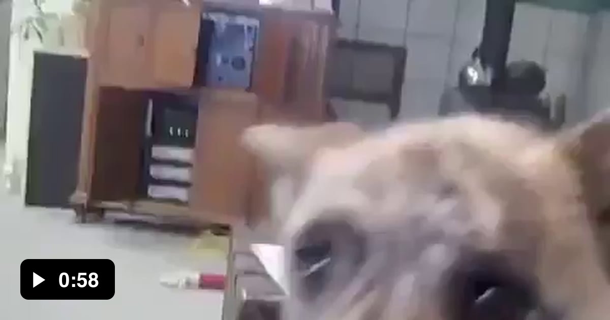 RIP internet beloved dog. - 9GAG