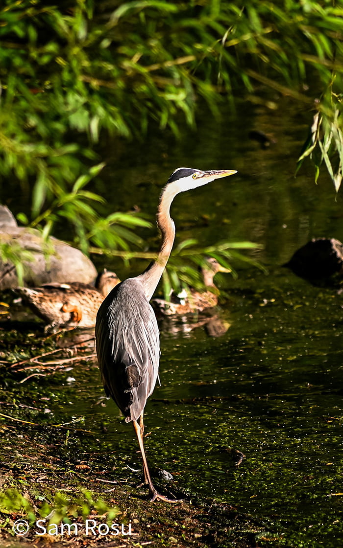 Strike a pose... Blue Heron in Downtown Marina - 9GAG