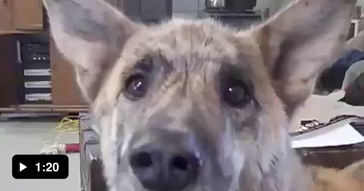 Don't tease your dogs. - 9GAG