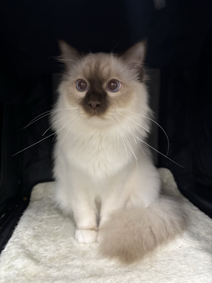 One big floof - 9GAG