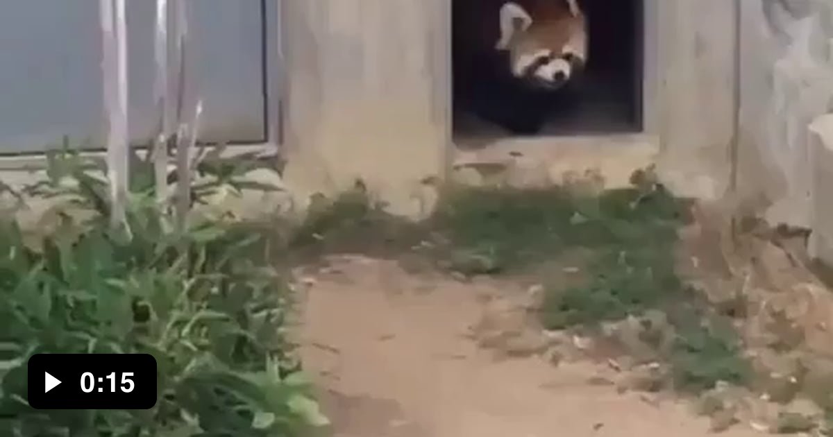 Red Panda tries to scare off a stone. - 9GAG