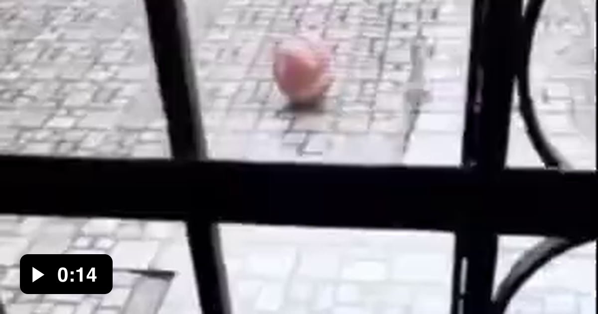 Guess the creature within 11 secs - 9GAG